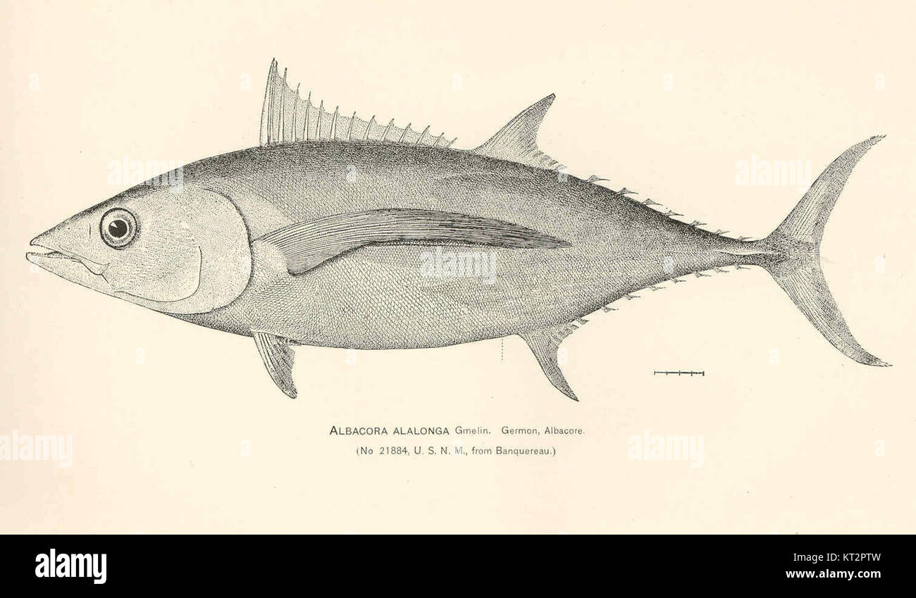 Thunnus species hi-res stock photography and images - Alamy