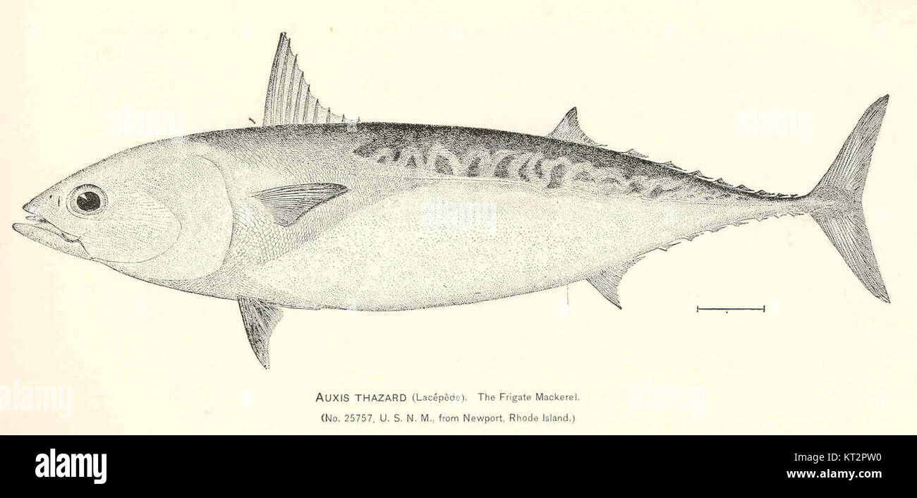 Scientific illustration of the Frigate Mackerel (Auxis thazard), also ...