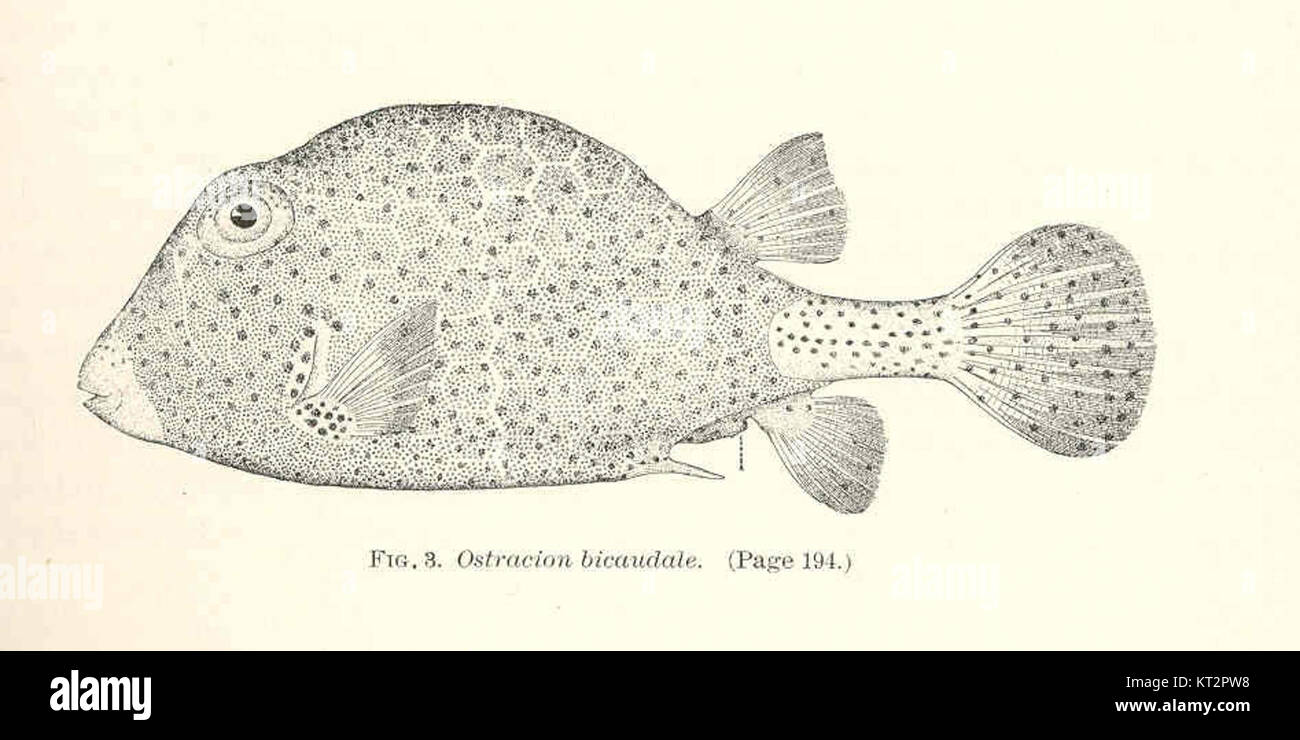 Boxfish underwater in ocean wildlife hi-res stock photography and ...