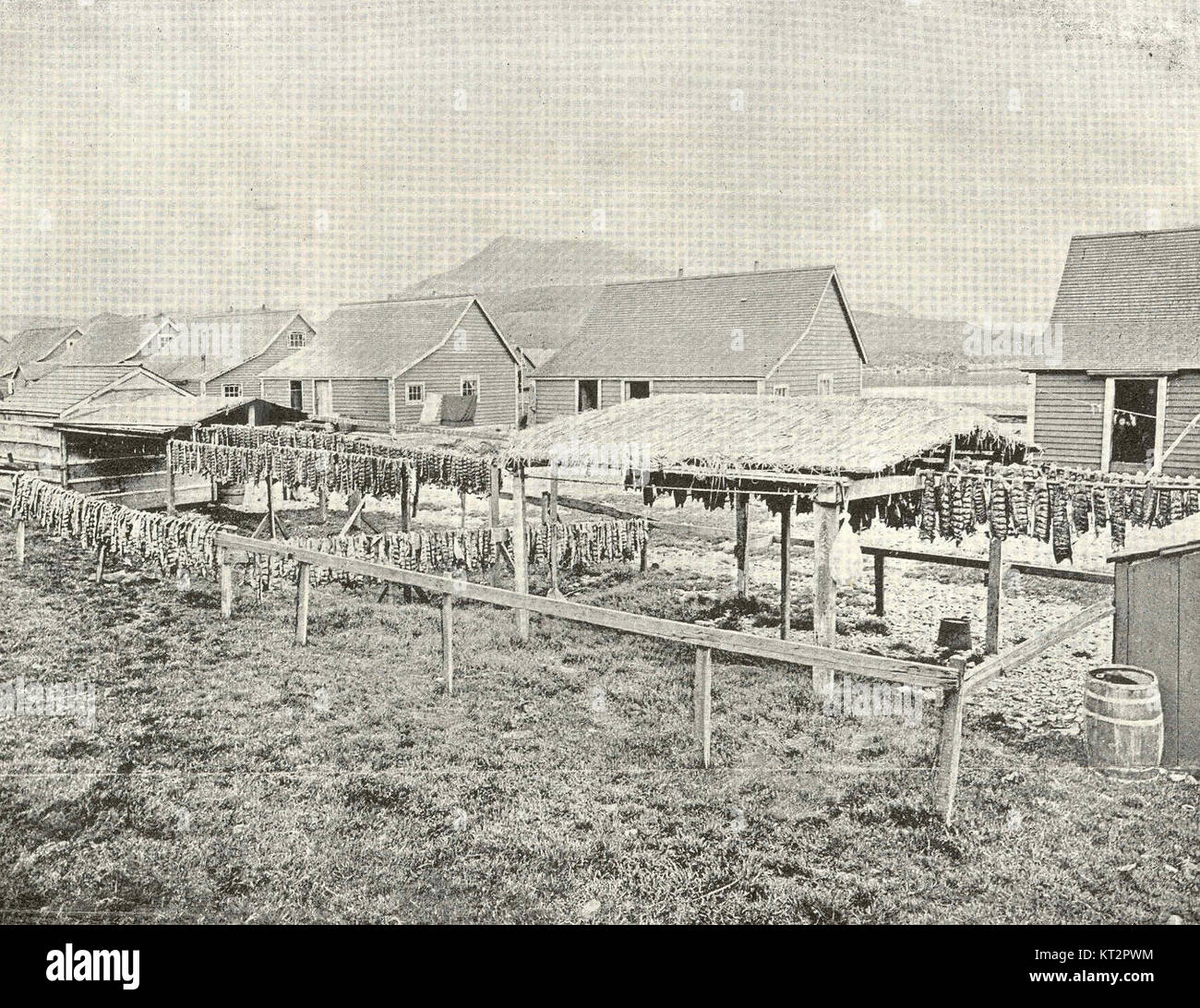 This photograph shows salmon being dried at Iliuliuk, a village in ...