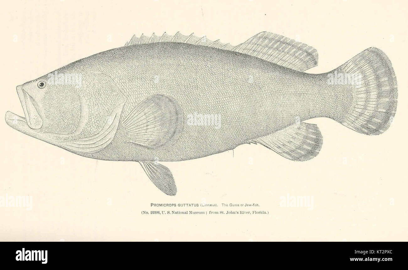 37880 Promicrops guttatus (Linnaeus) - the Guasa or Jew-Fish Stock ...