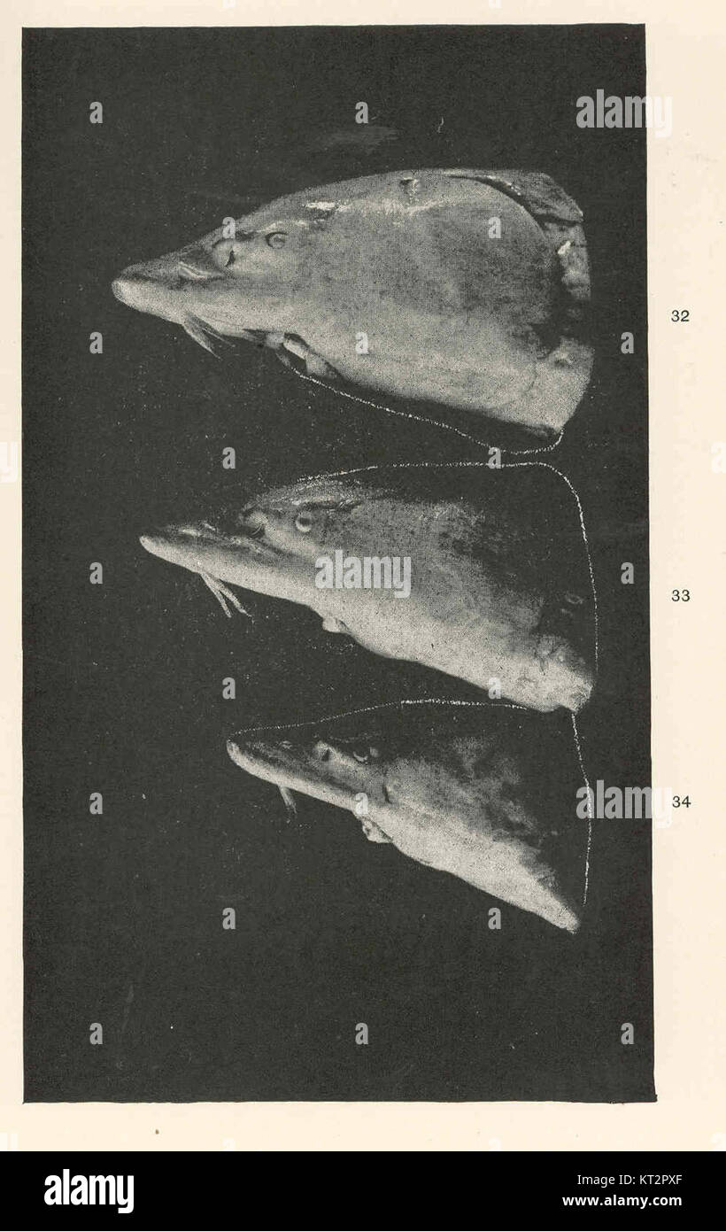 A detailed scientific illustration showing the side views of the adult ...
