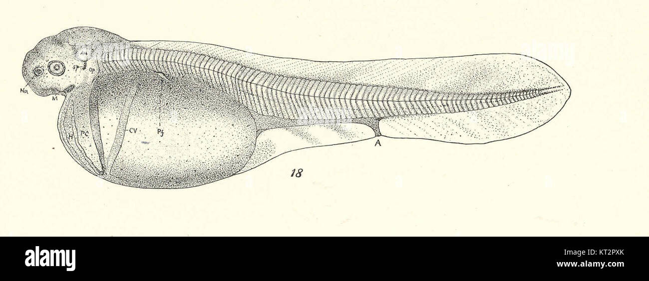 Microscopic image of a common sturgeon larva, six days post ...