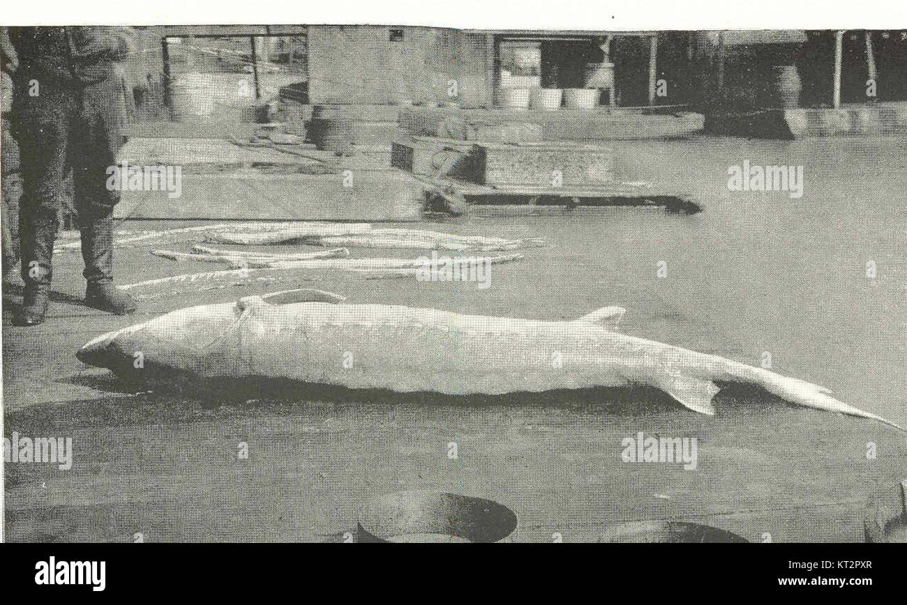 Acipenser sturio, commonly known as the European sturgeon, is depicted ...