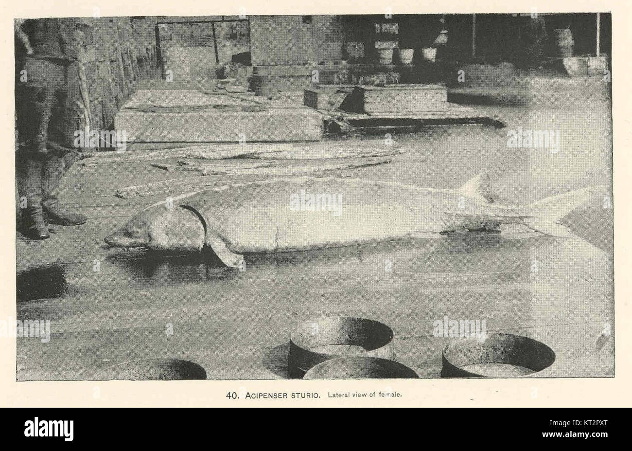 Sturgeon population hi-res stock photography and images - Alamy