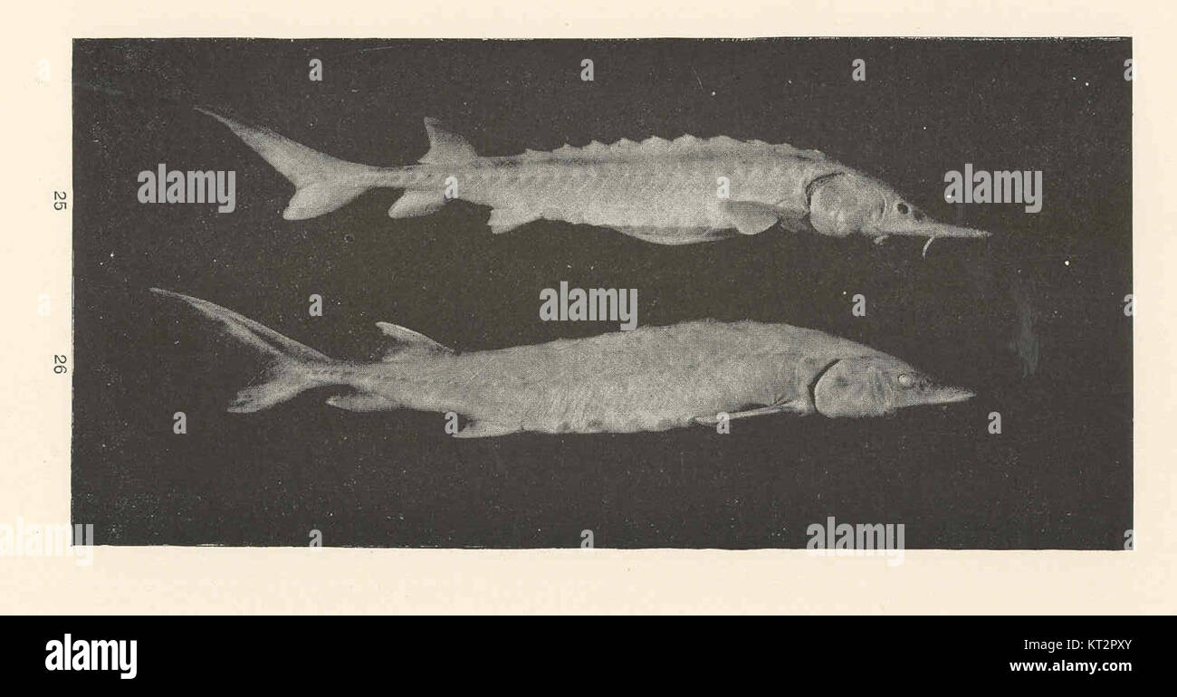 This image shows a side view of a young specimen of the common sturgeon ...
