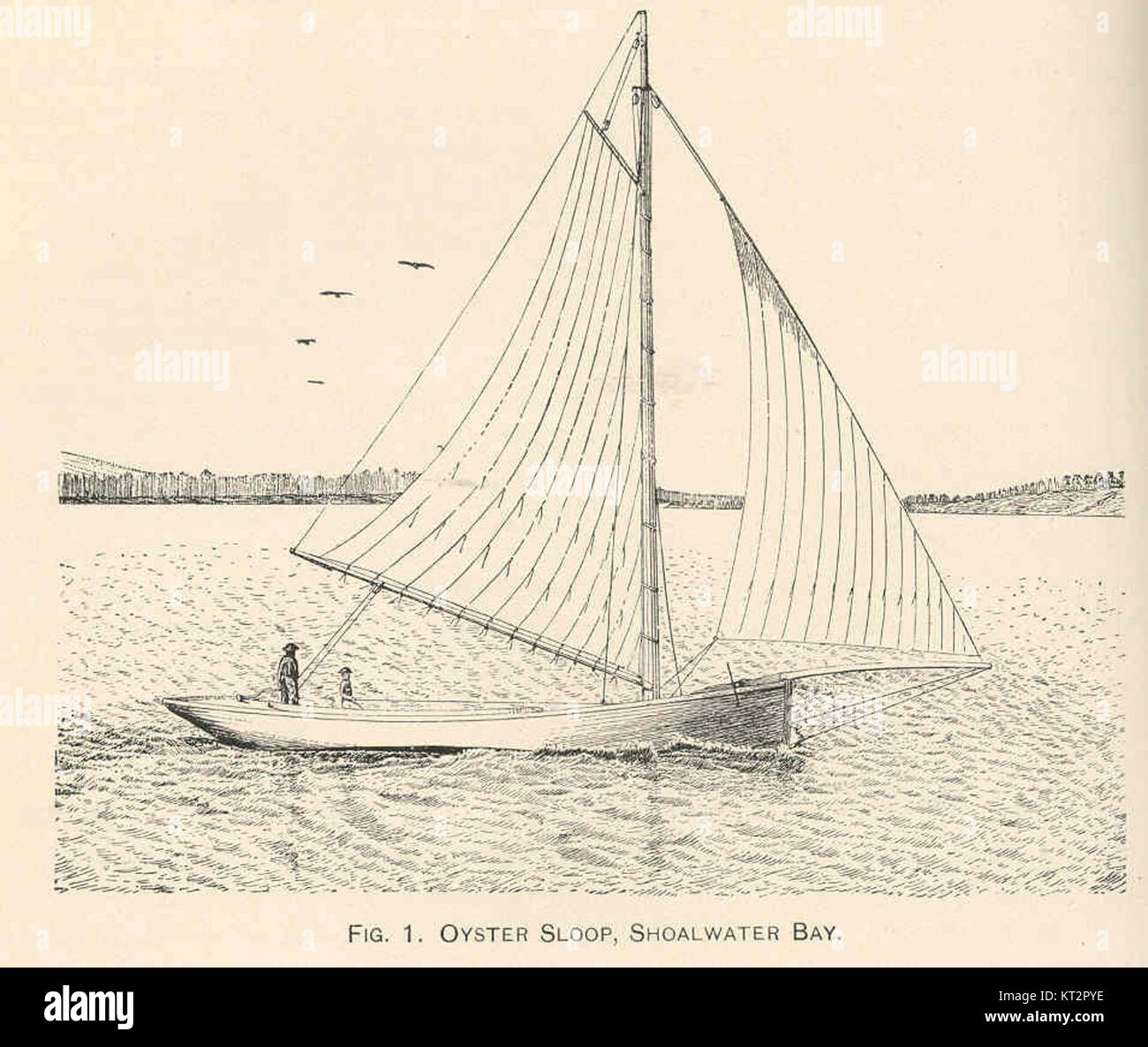 This image depicts an oyster sloop in Shoalwater Bay, used for ...