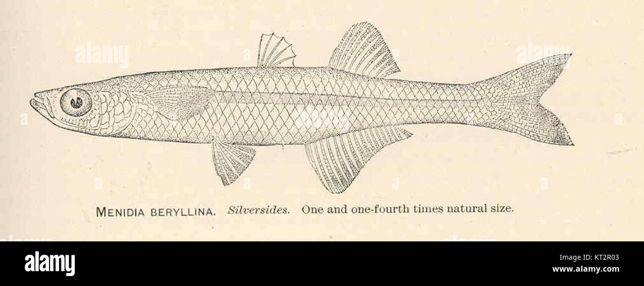 Menidia beryllina hi-res stock photography and images - Alamy