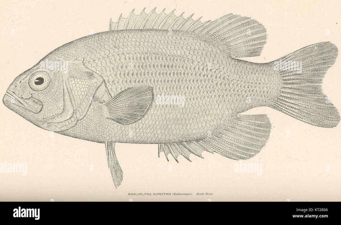 Ambloplites rupestris, commonly known as the rock bass, is a species of ...