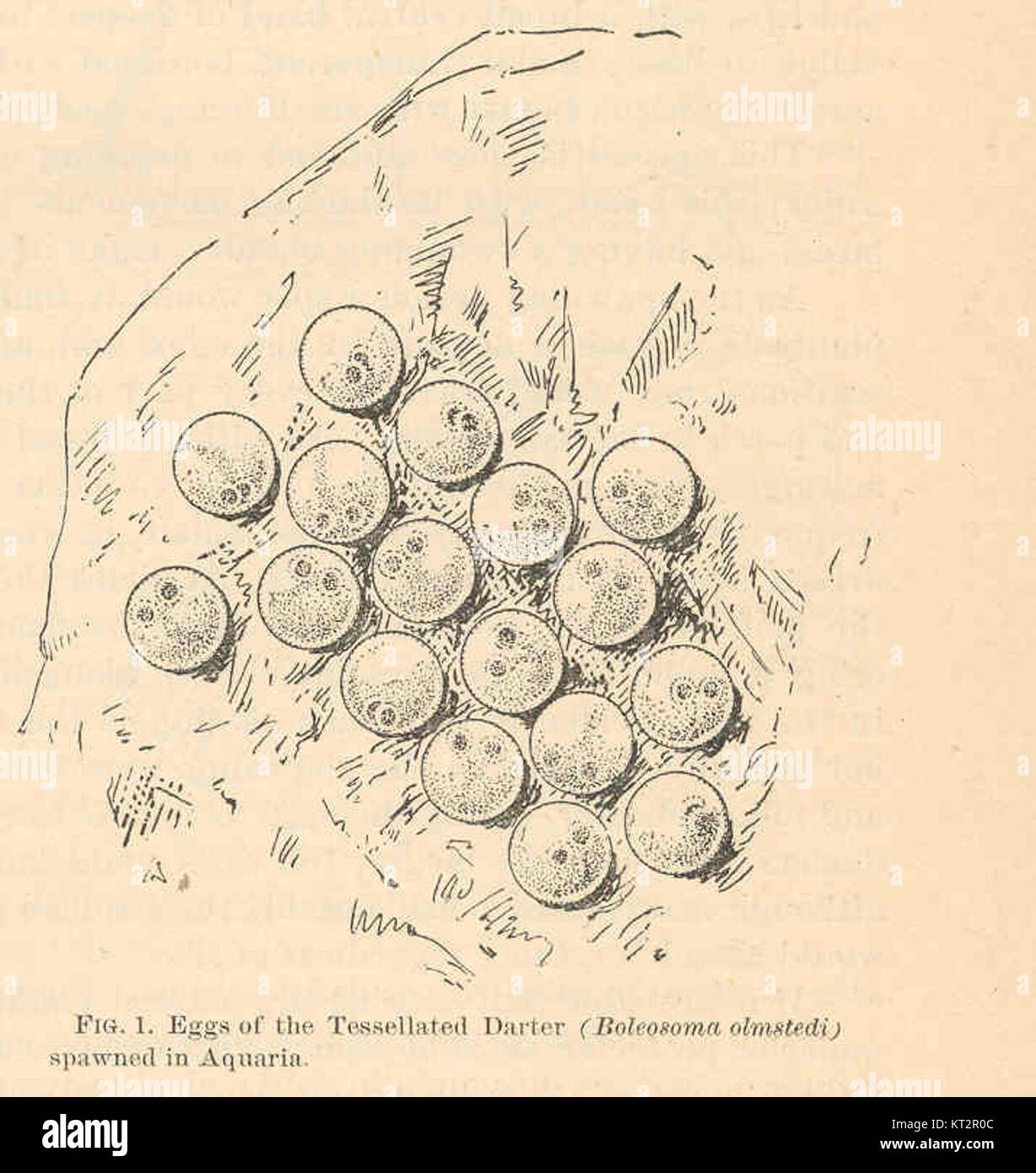 The eggs of the Tessellated Darter, a species of fish native to North ...