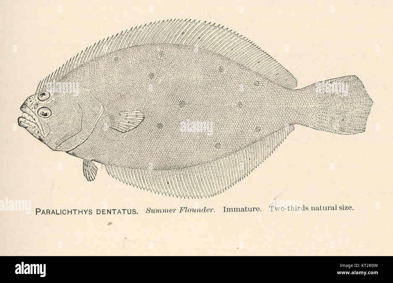 Paralichthys hi-res stock photography and images - Alamy