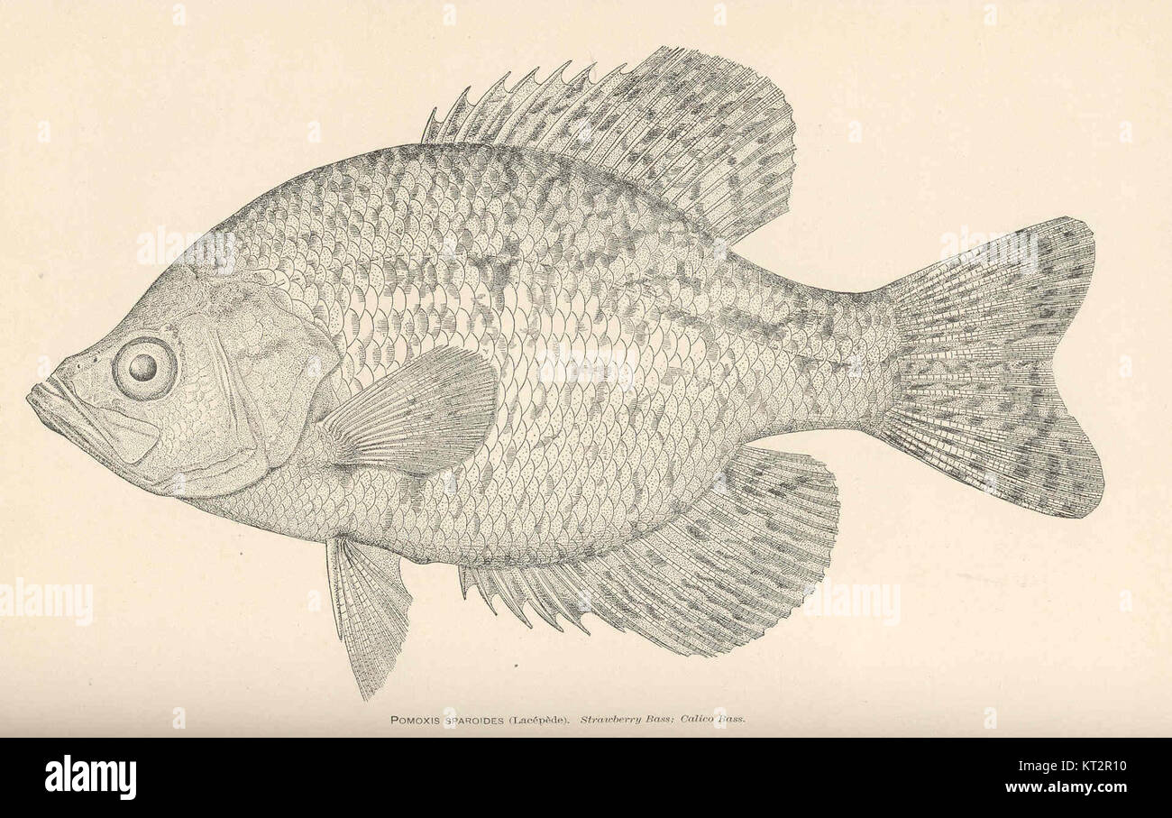 37942 Pomoxis sparoides (Lacepede) Strawberry Bass; Calico Bass Stock ...