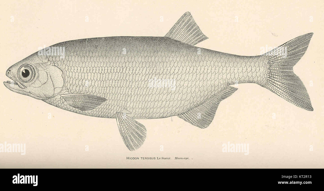 Hiodon tergisus, commonly known as the Moon-eye, is a species of ...