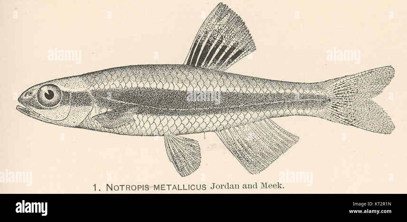 *Notropis metallicus*, a species of fish discovered by Jordan and Meek ...
