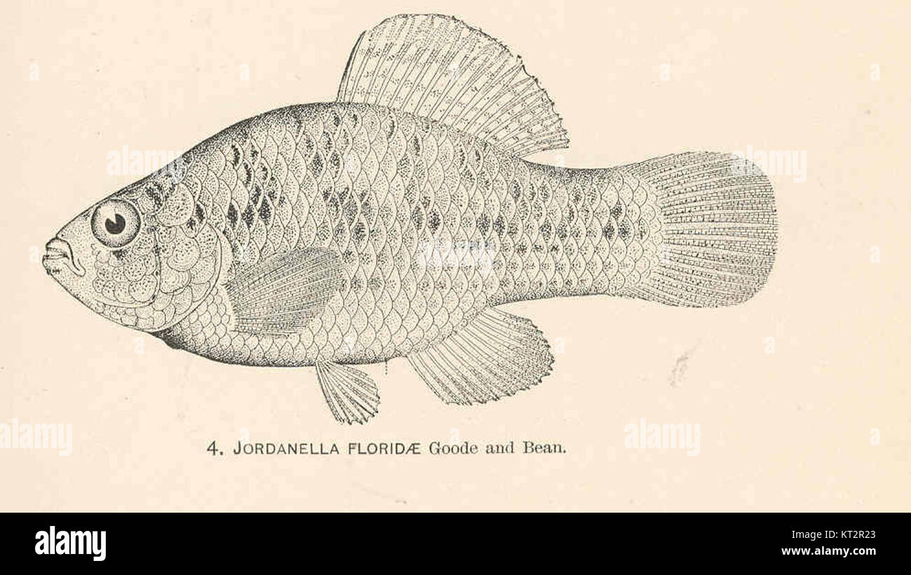 Jordanella floridae, commonly known as the Florida flagfish, is a ...