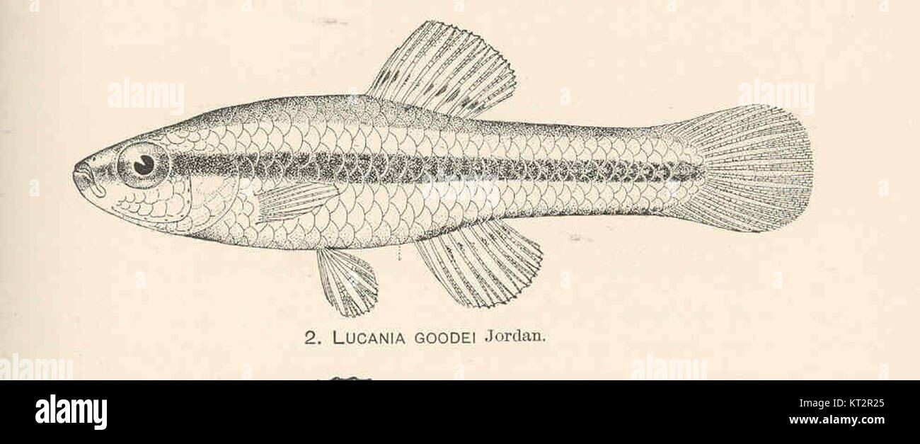 The 37955 Lucania goodei is a species of fish discovered and described ...