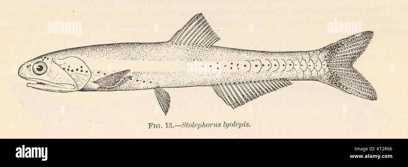 Stolephorus hi-res stock photography and images - Alamy