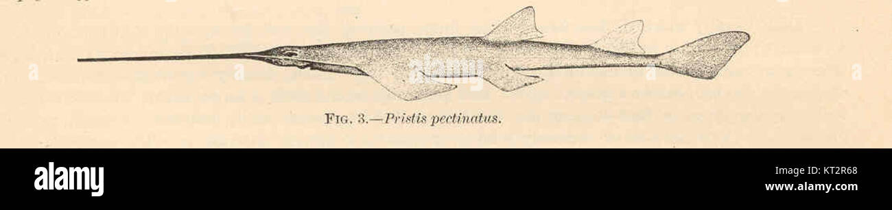 Pristis hi-res stock photography and images - Alamy