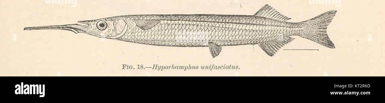 Hyporhamphus unifasciatus, commonly known as 'Balaju,' is a species of ...