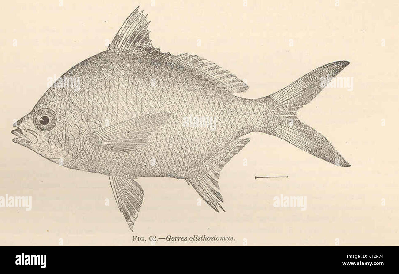 38070 Gerres olisthostomus Goode & Bean Mojarra; Irish Pompano Mutton ...