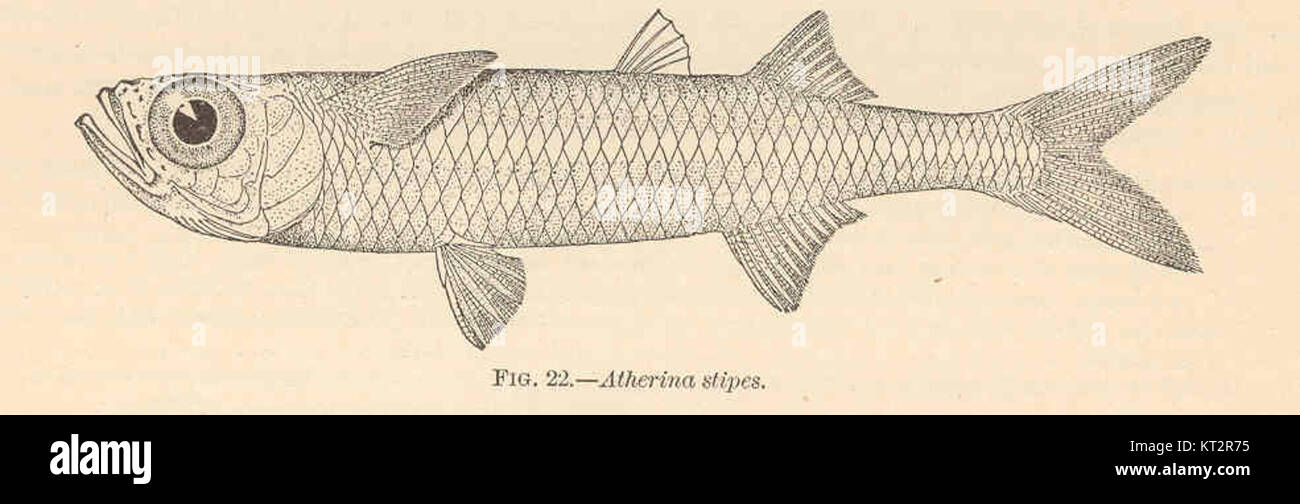 A specimen of Atherina stipes, commonly known as the striped atherina ...