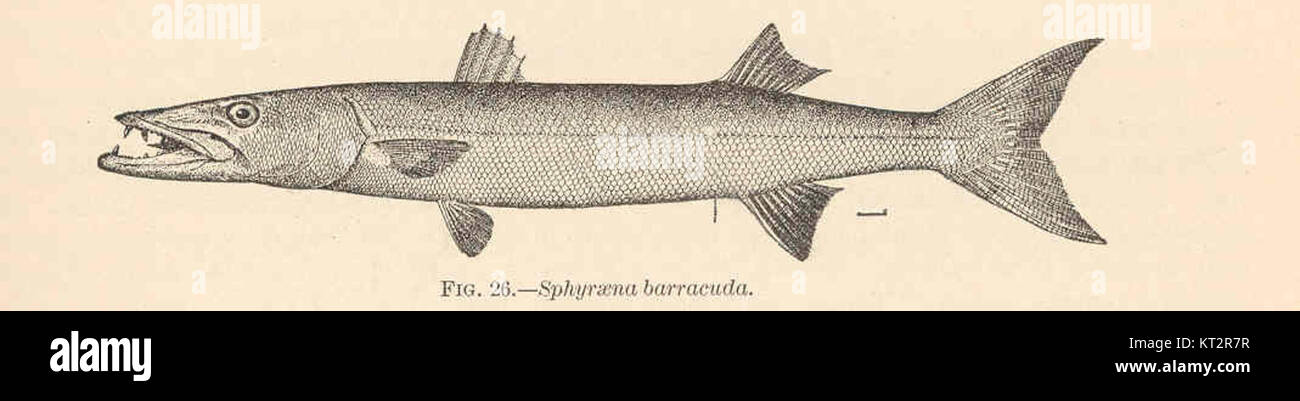 The Sphyraena barracuda, commonly known as the barracuda, is a ...
