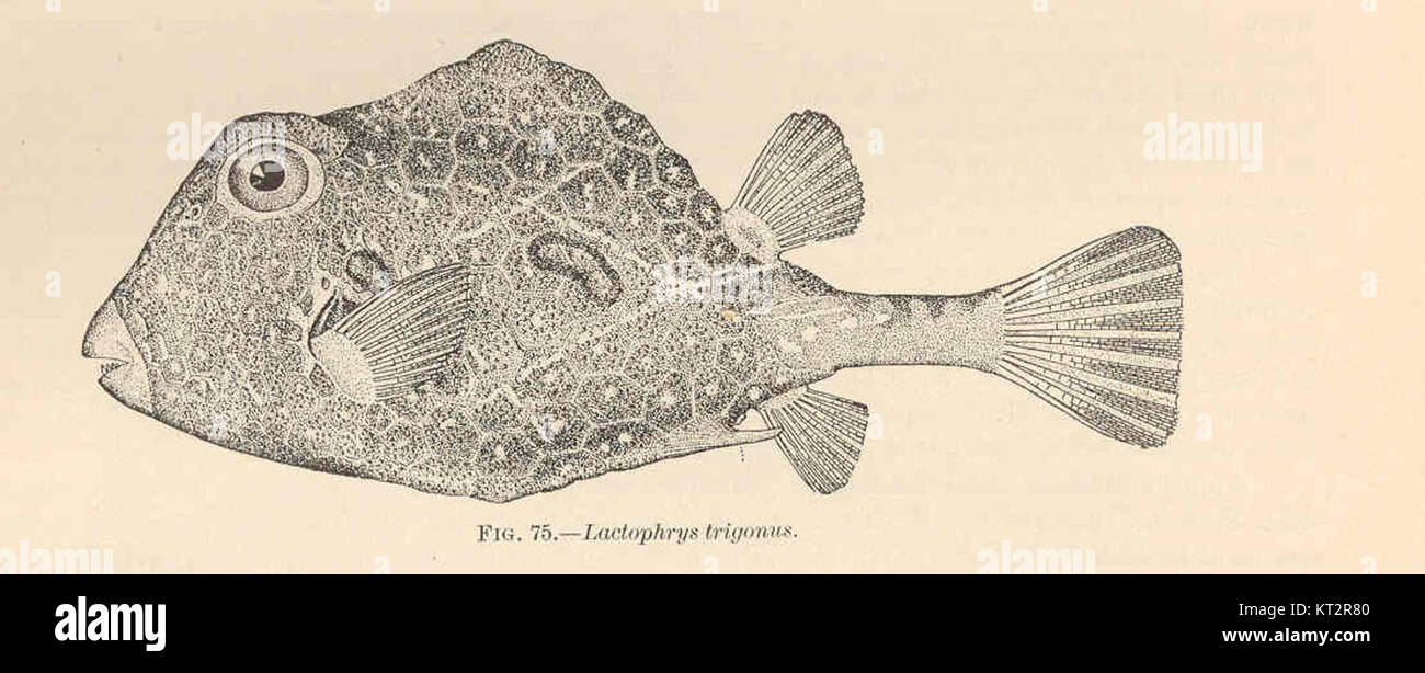 Boxy structure hi-res stock photography and images - Alamy