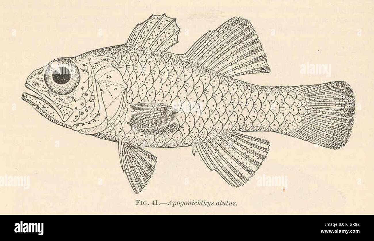 Apoogonichthys alutus is a species of fish native to freshwater ...