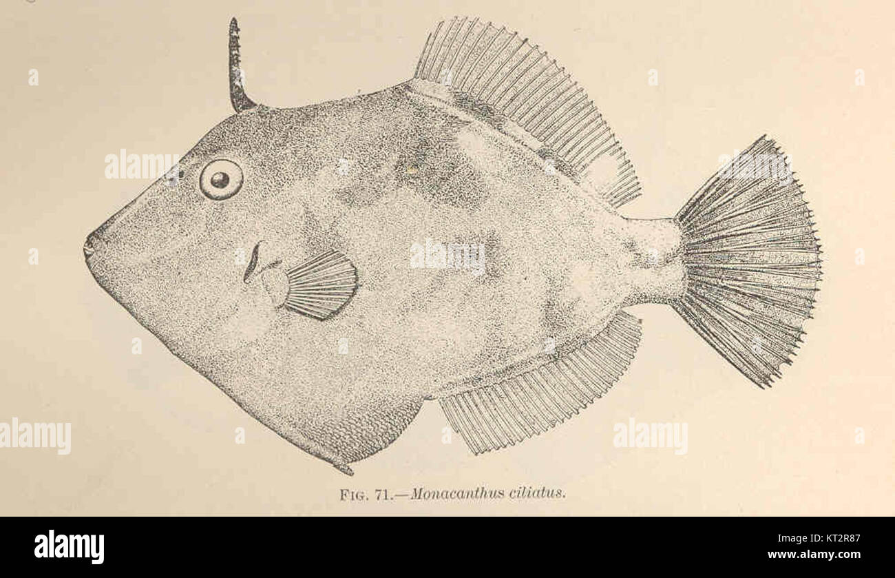 The 38086 Monacanthus ciliatus, also known as Leather-fish or 'Pez de ...