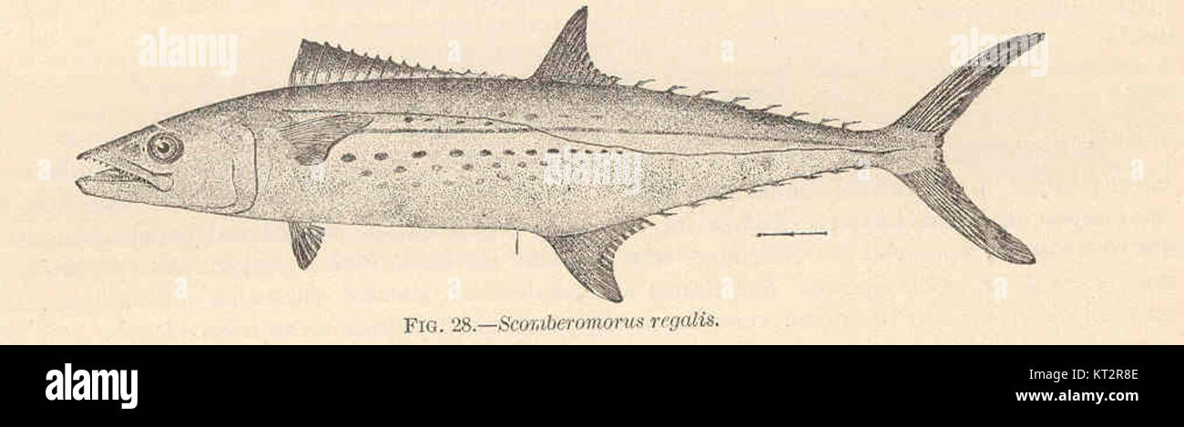 Scomberomorus regalis hi-res stock photography and images - Alamy
