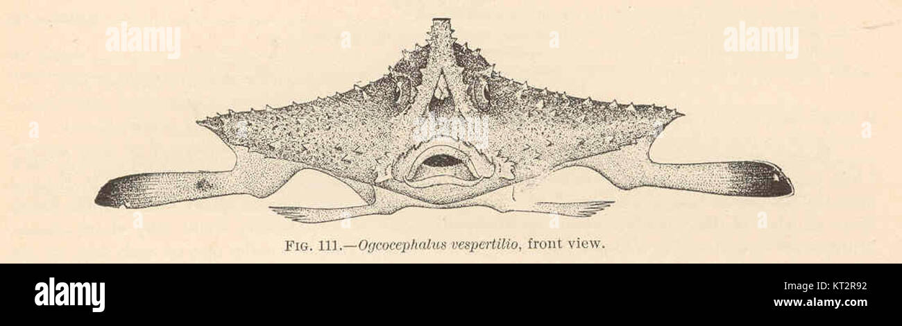 Ogcocephalus vespertilio, also known as the batfish, is a species of ...