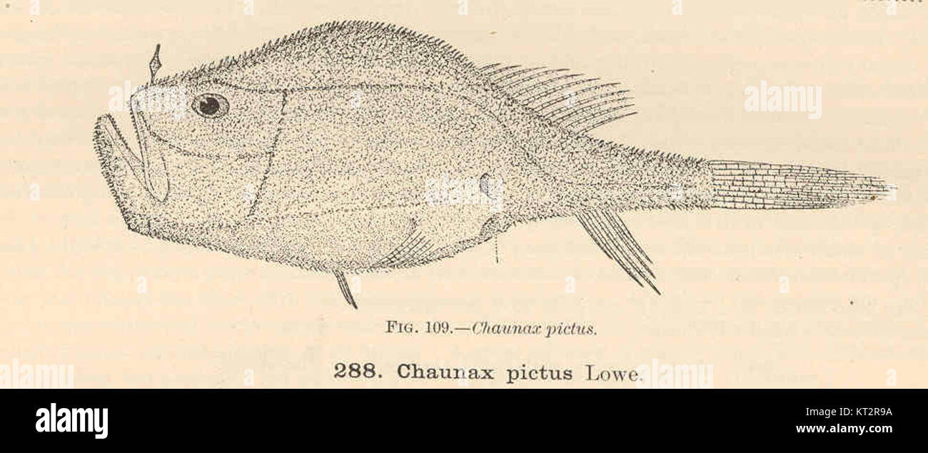 Chaunacidae hi-res stock photography and images - Alamy