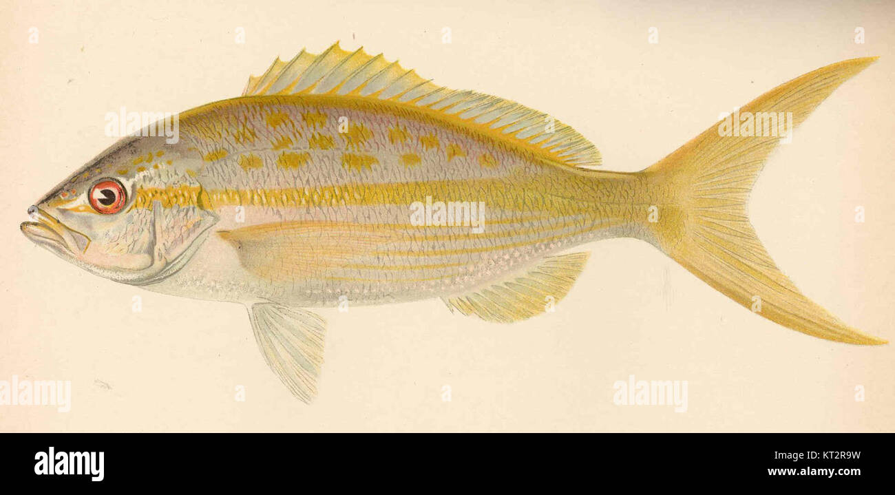 38128 Ocyurus chrysurus (Bloch) Yellow-tail; Rabirubia; Colorubia Stock ...