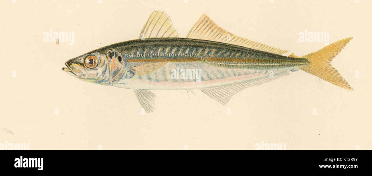 Decapterus punctatus, also known as the scad fish, is featured in this ...