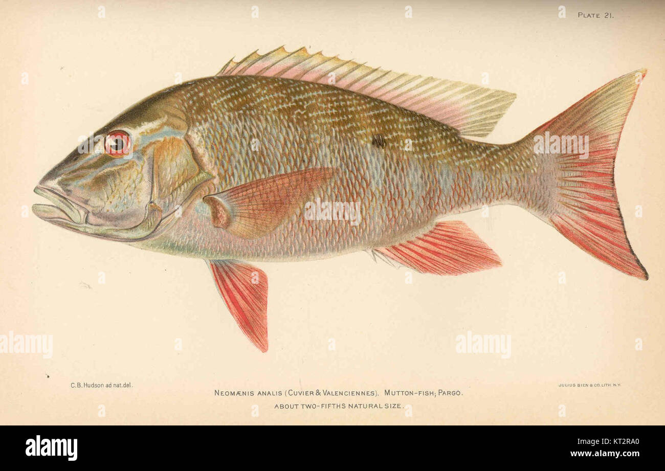 Mutton fish hi-res stock photography and images - Alamy