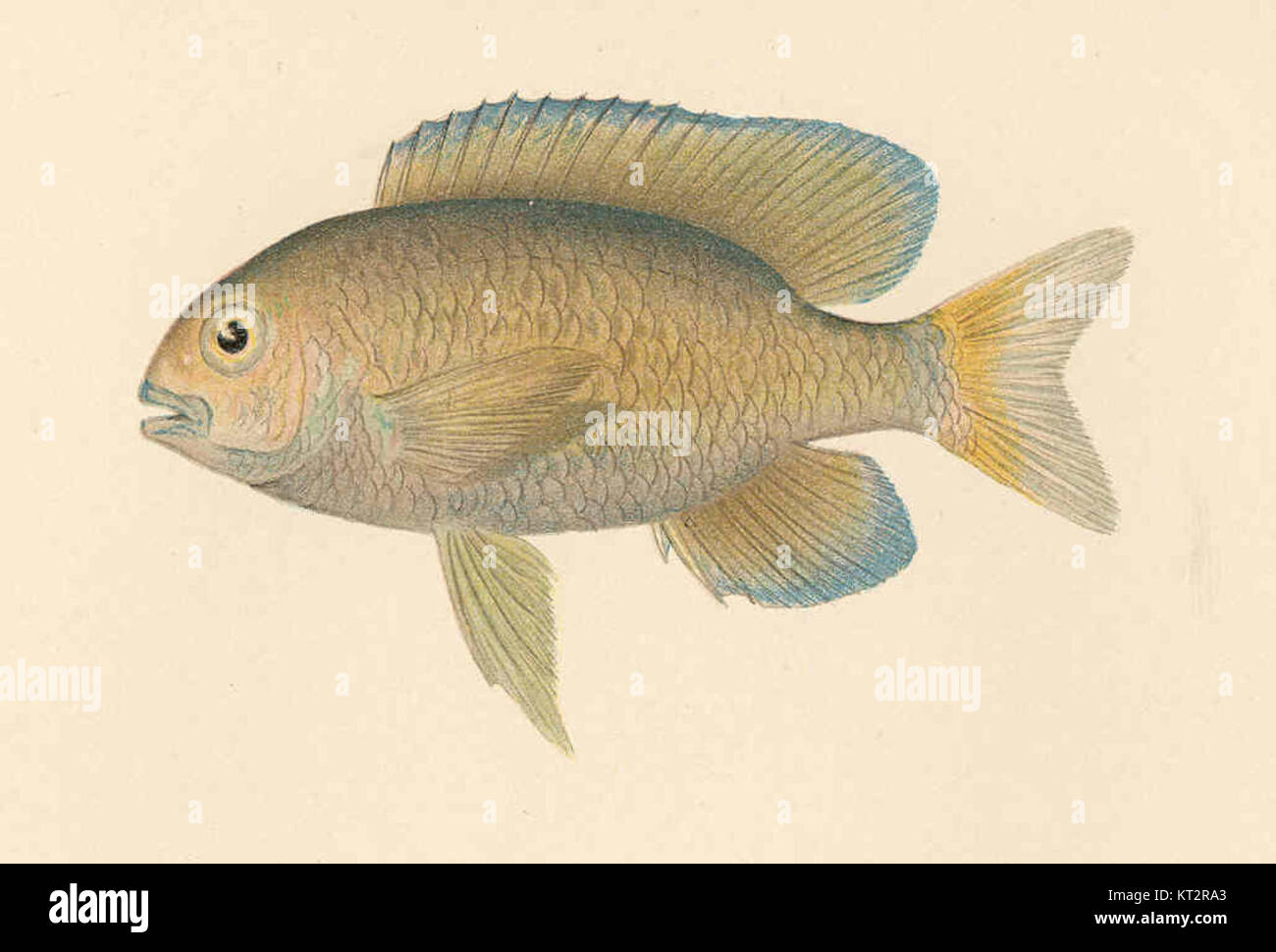 Family of damselfish hi-res stock photography and images - Alamy