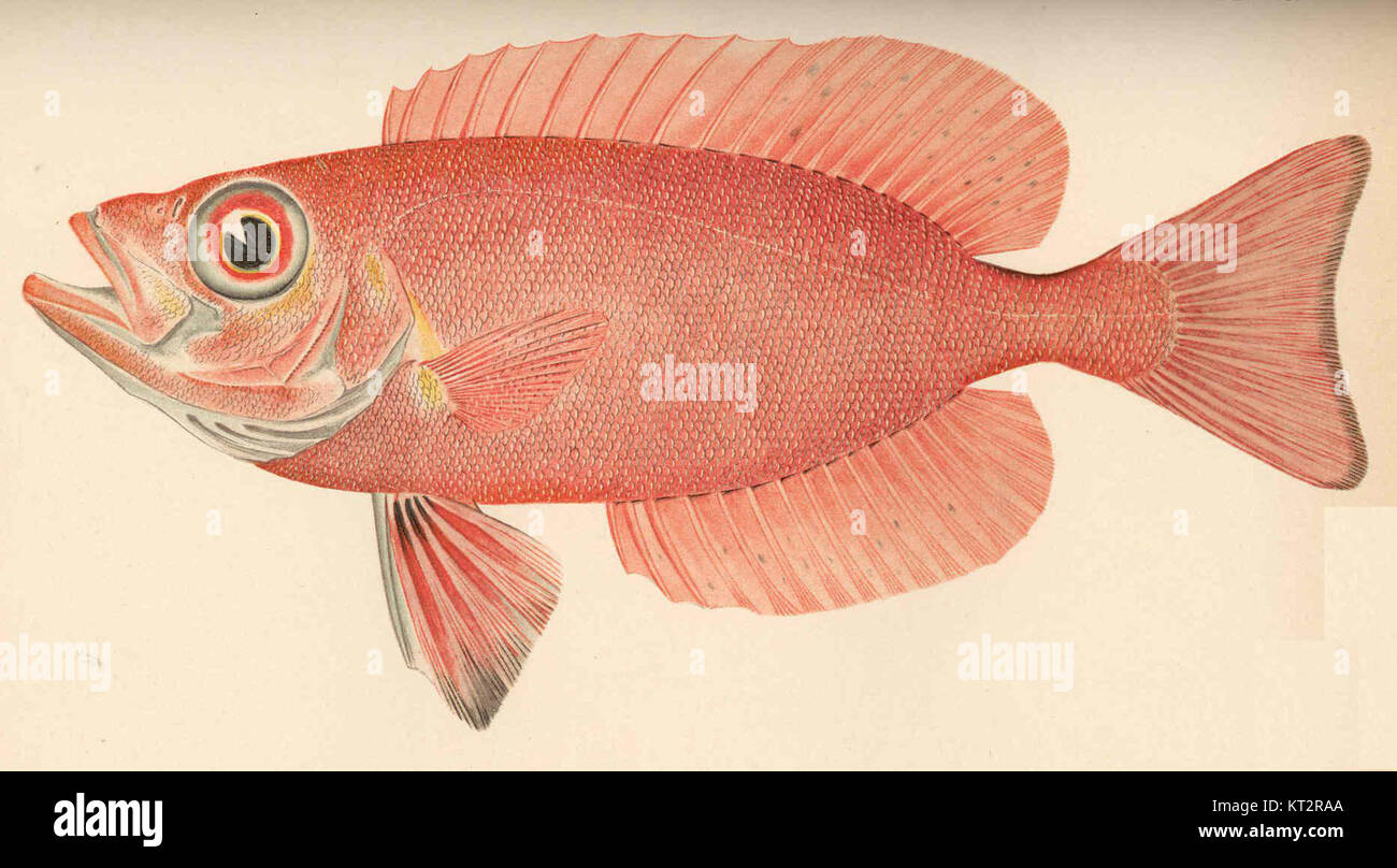 Arenatus hi-res stock photography and images - Alamy