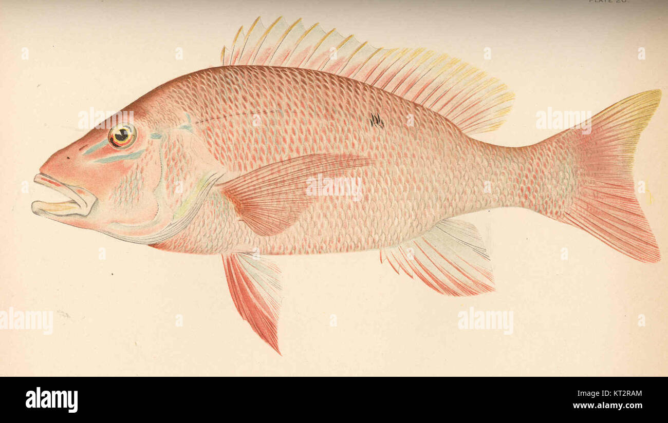 Pargo red snapper fish hi-res stock photography and images - Alamy