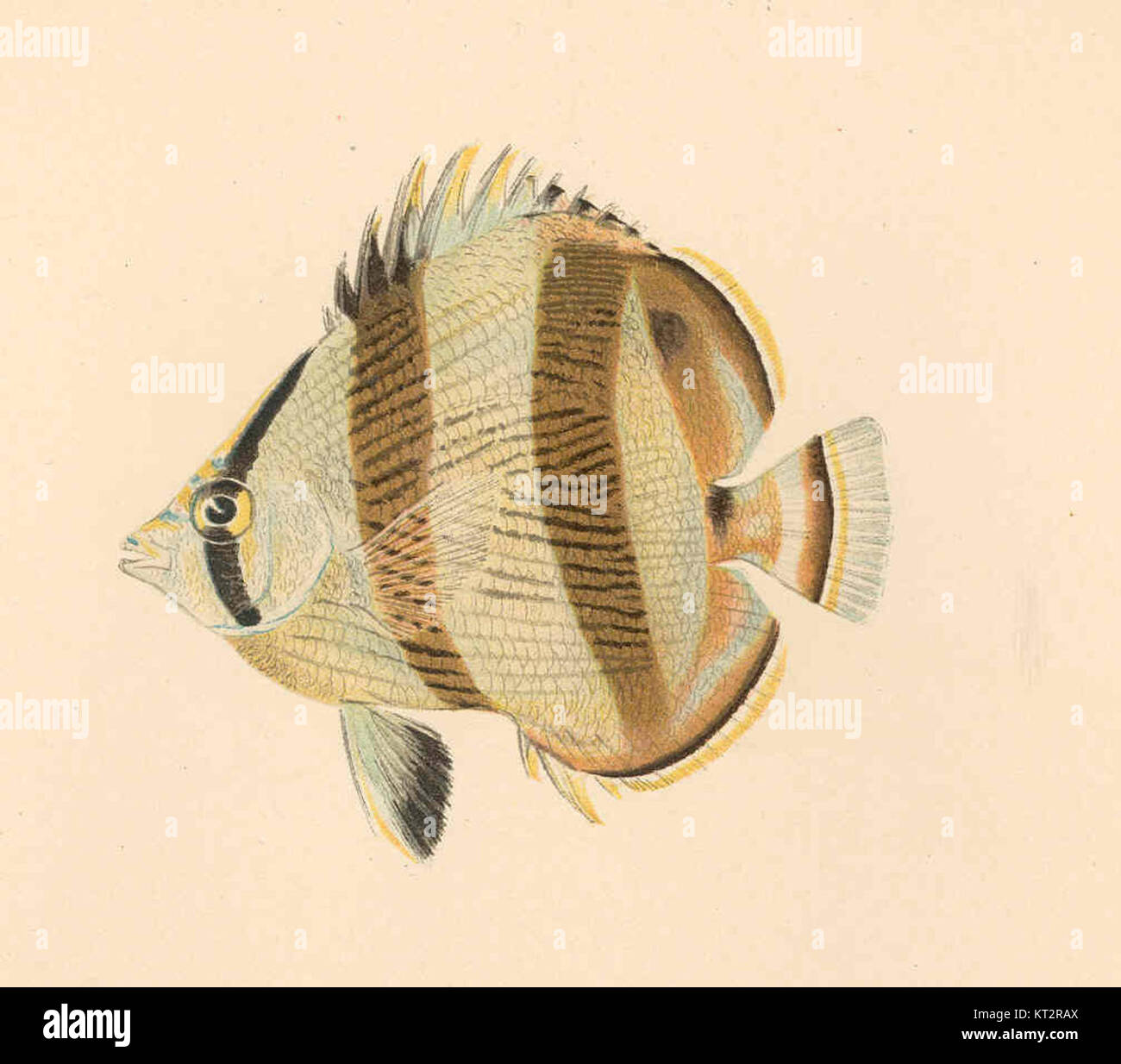 The Chaetodon striatus, also known as the striped butterflyfish, is a ...