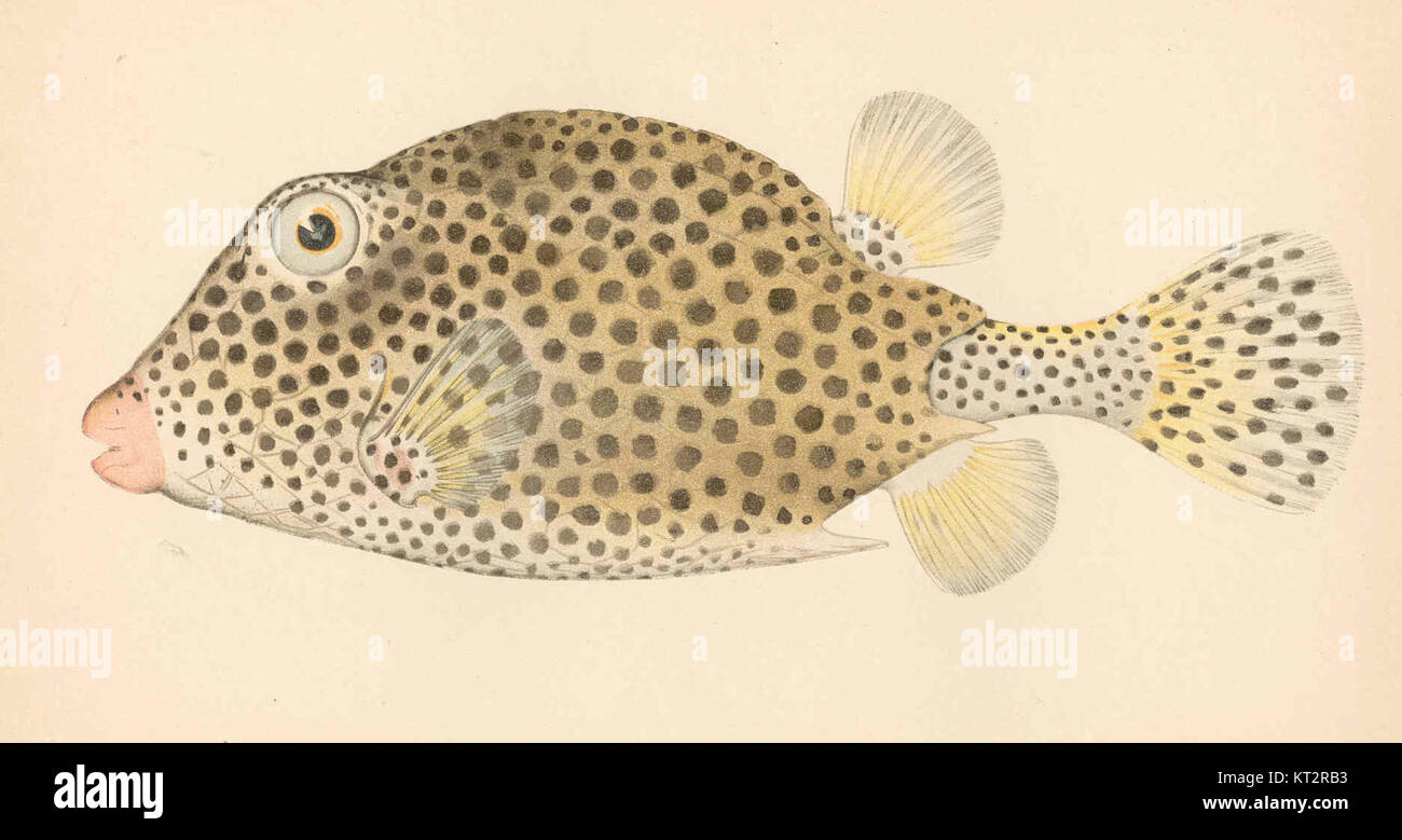 38158 Lactophrys bicaudalis (Linnaeus) Spotted Trunk-Fish; Chapin Stock ...