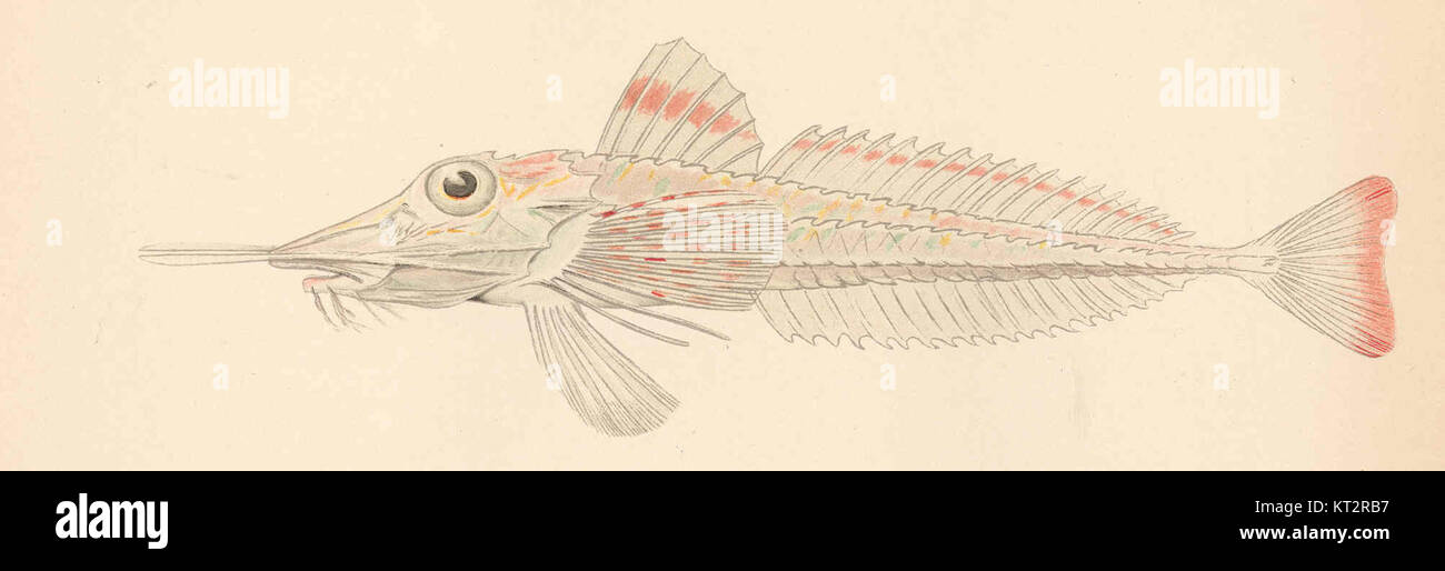 Peristedion gracile is a species of fish discovered by Goode and Bean ...