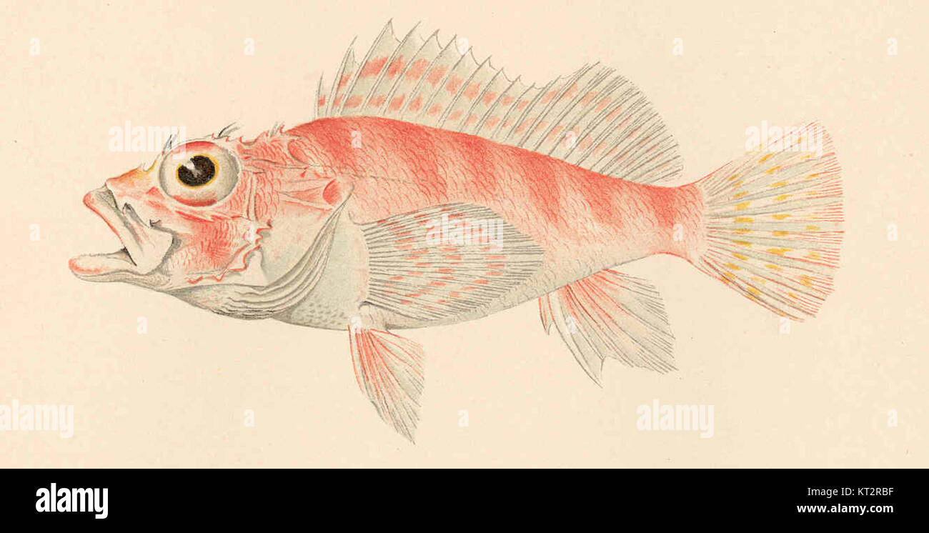 Pontinus macrolepis, described by Goode & Bean, is a species of fish ...