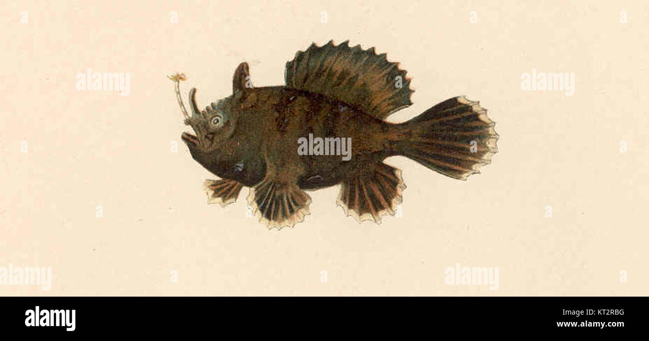 Anglerfish underwater in ocean wildlife hi-res stock photography and ...