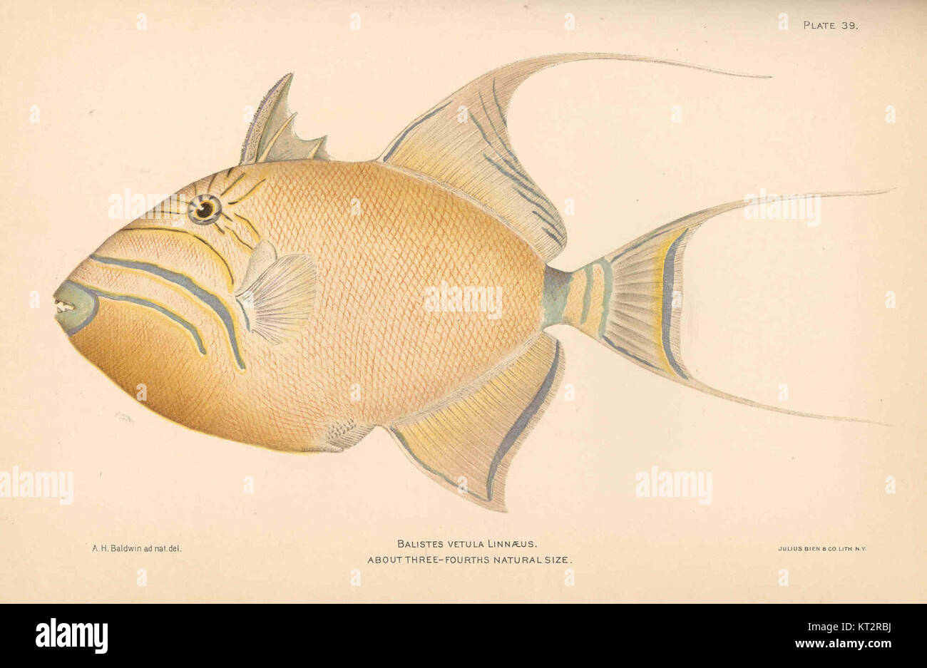 Queen triggerfish balistes vetula hi-res stock photography and images ...