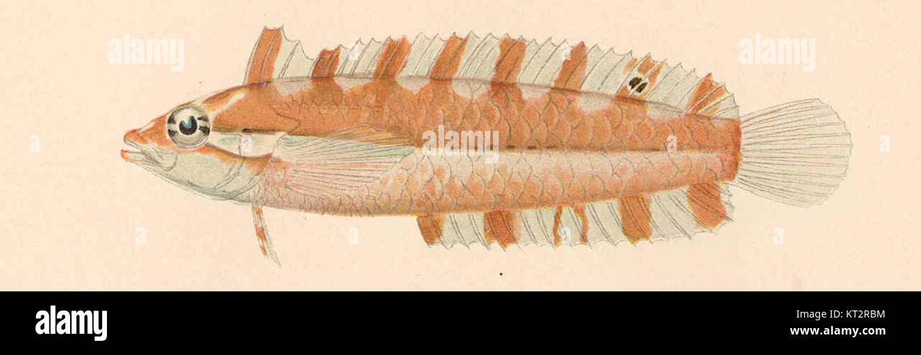 38174 Auchenopterus fajardo Evermann & Marsh Type Stock Photo - Alamy
