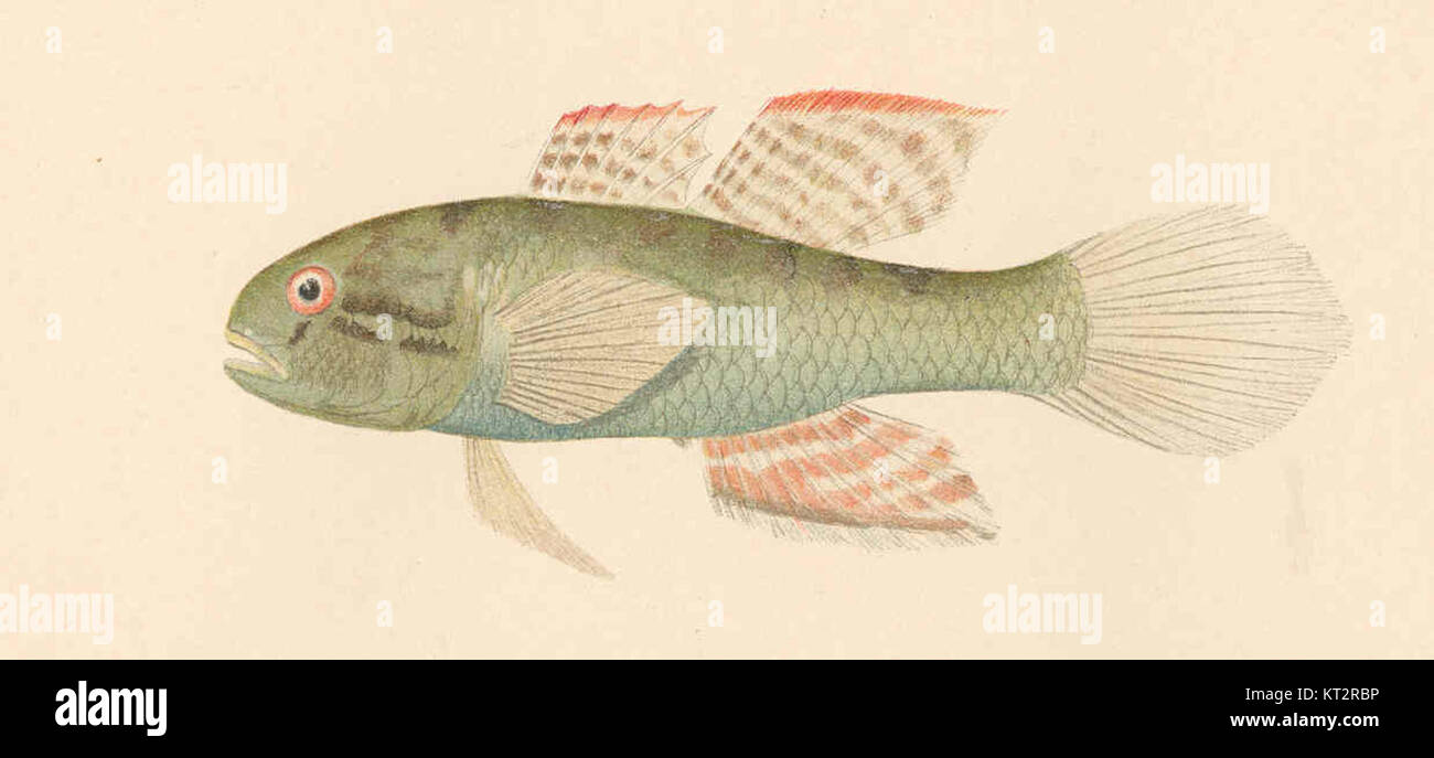 Dormitator hi-res stock photography and images - Alamy