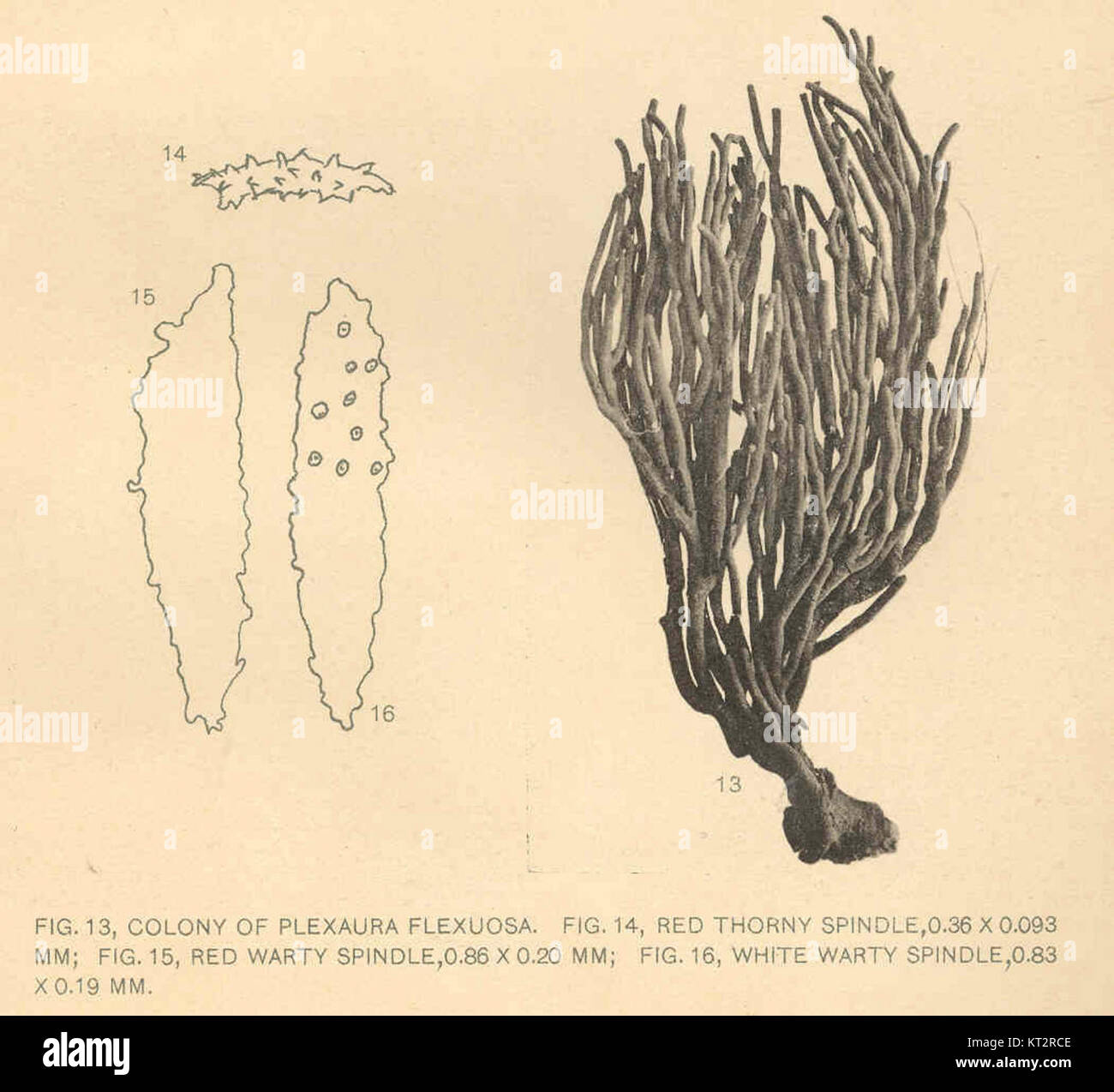 Different marine organisms hi-res stock photography and images - Alamy