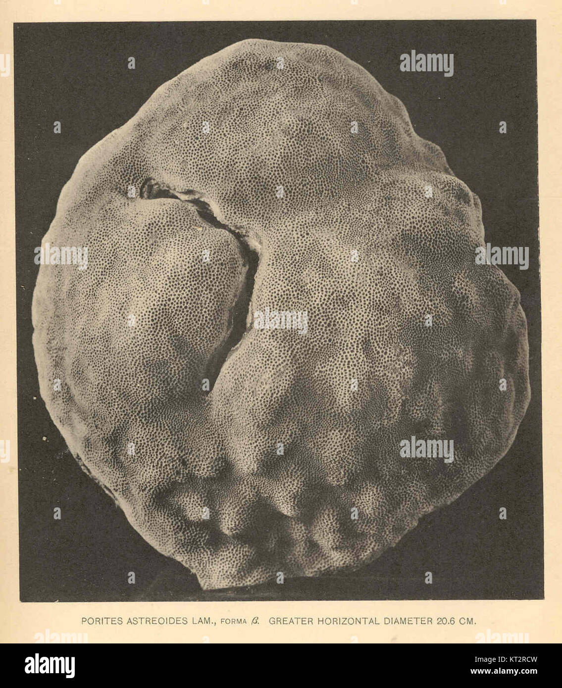 Porites asteroides hi-res stock photography and images - Alamy