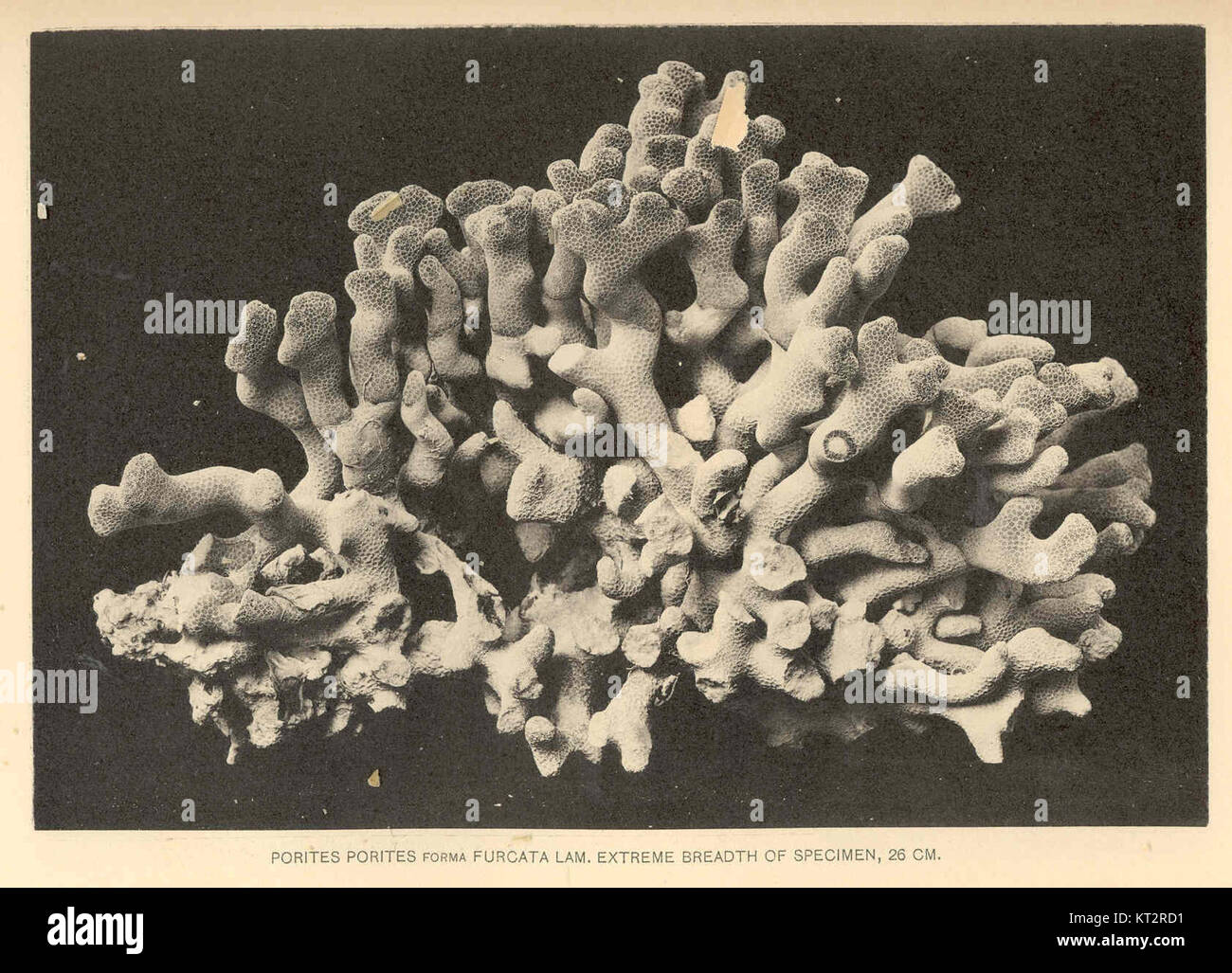 The specimen 38201 of Porites porites forma Furcata Lam represents a ...