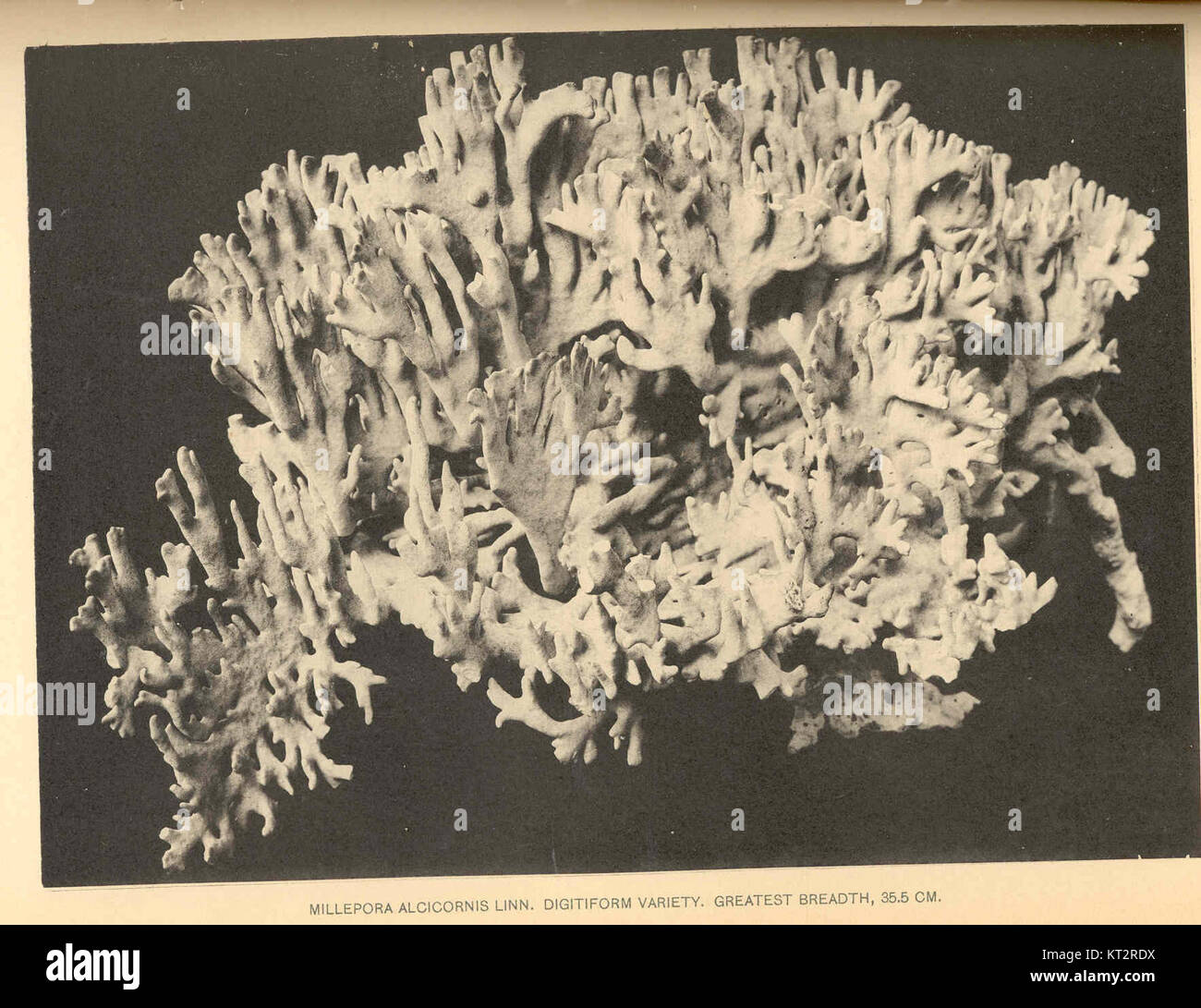 38223 Millepora Alcicornis Linn Digitiform Variety, Greatest Breadth ...